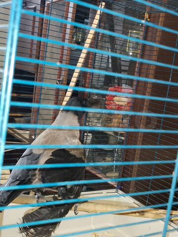 Ворона заботливому человеку