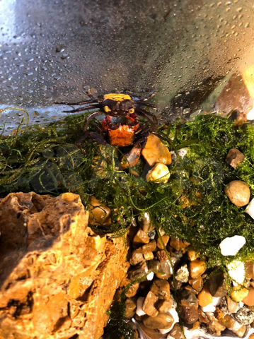 Краб вампир