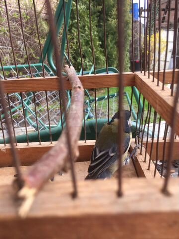 Щеглы,синицы