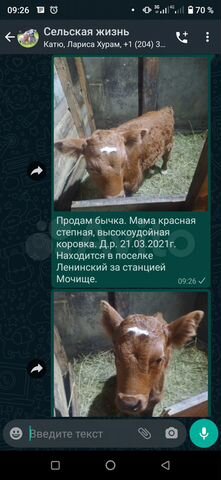 Бычок от хорошей коровки