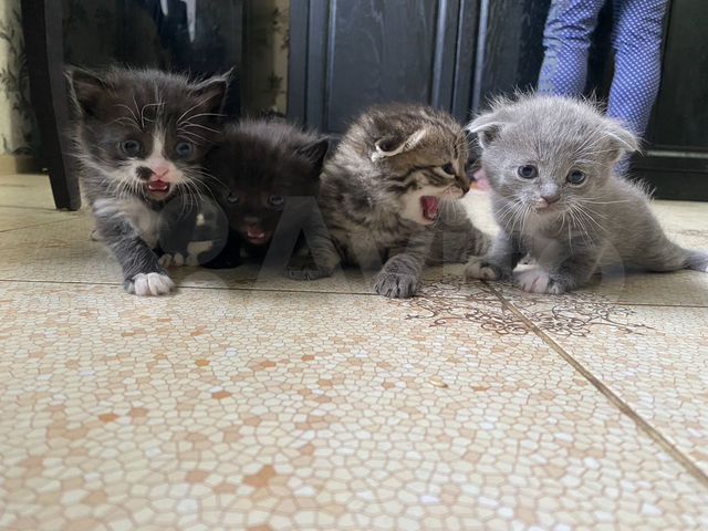 Котята британскте вислоухие