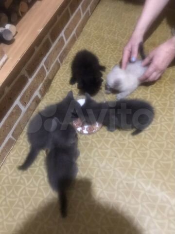 Котята в добрые руки