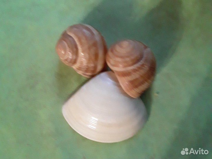 Ракушки для оквариума