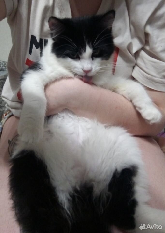 Кот Арсений