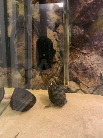 Мускусная черепаха