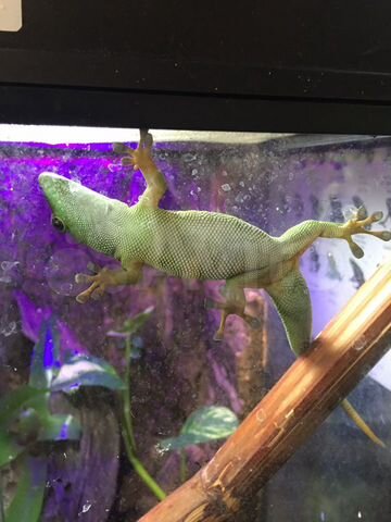 Мадагаскарская фельзума