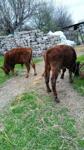 Телята бычки домашние