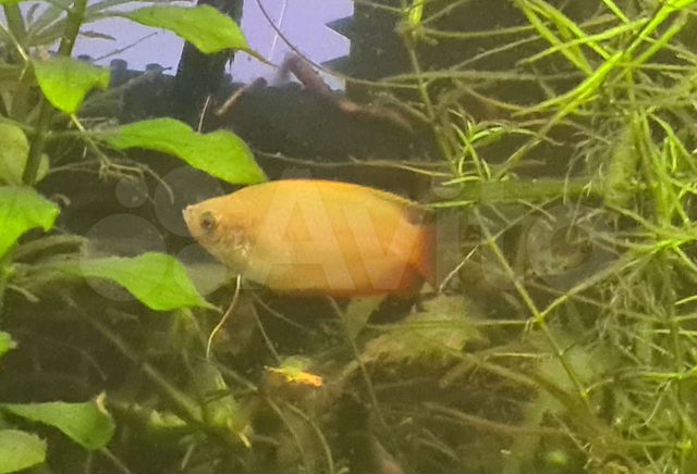 Гурами медовые жёлтые, коридорас блэк, псевдомугил