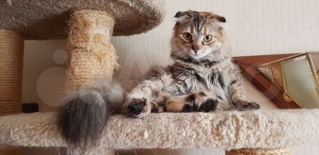 Шотландская вислоухая кошка Ника 7мес привита стер