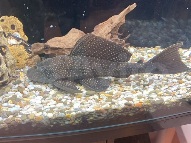 Сом Птеригоплихт парчовый 30-35 см