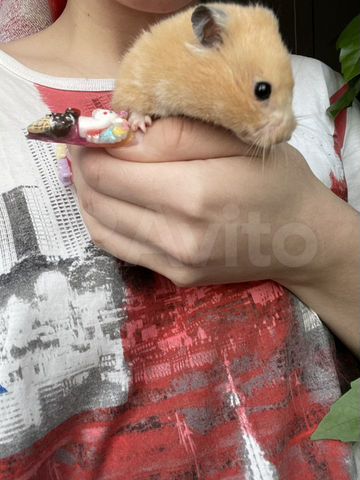 Сирийский хомяк