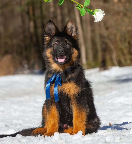 Бартоломео