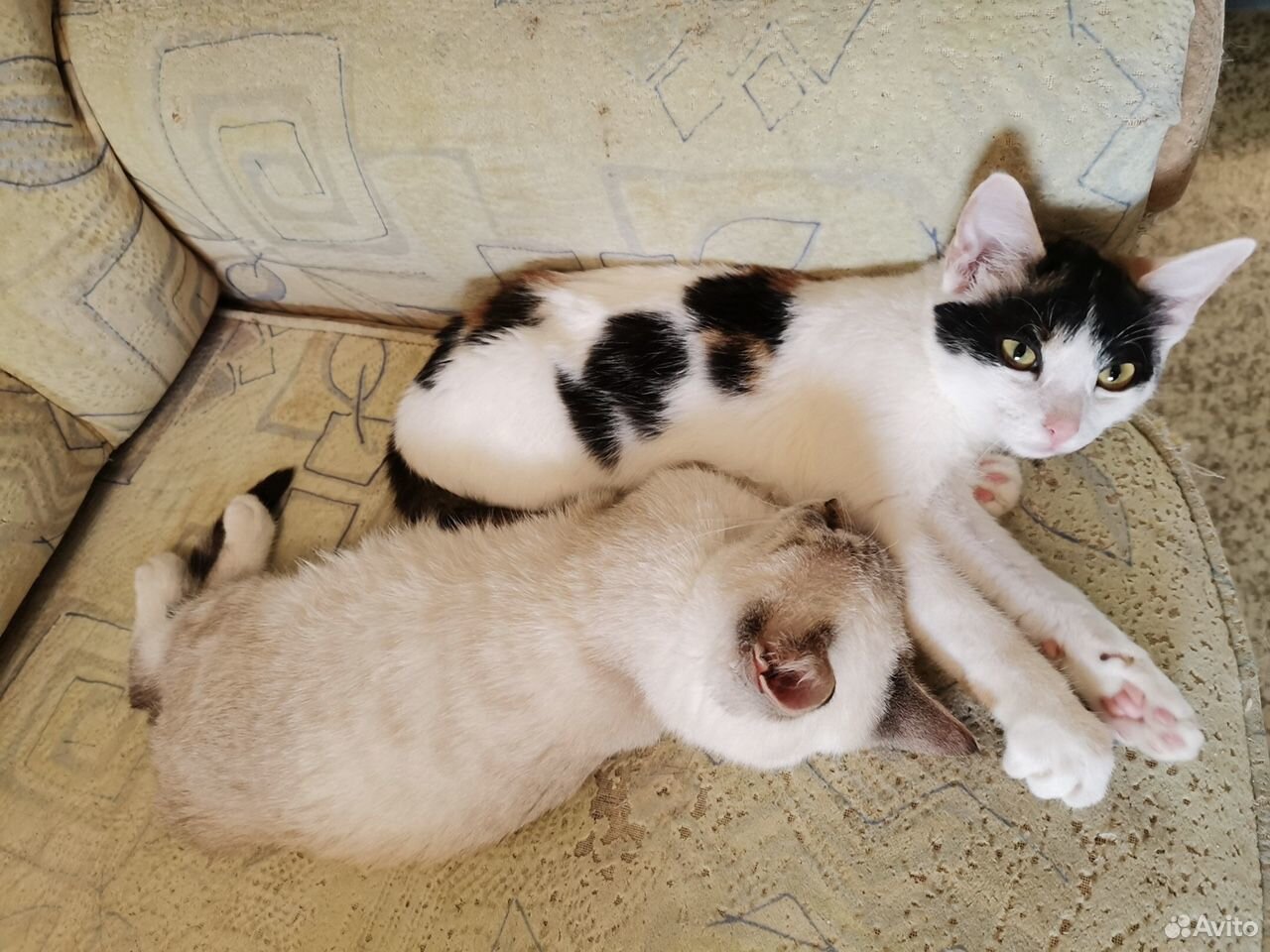 Котенок в добрые руки