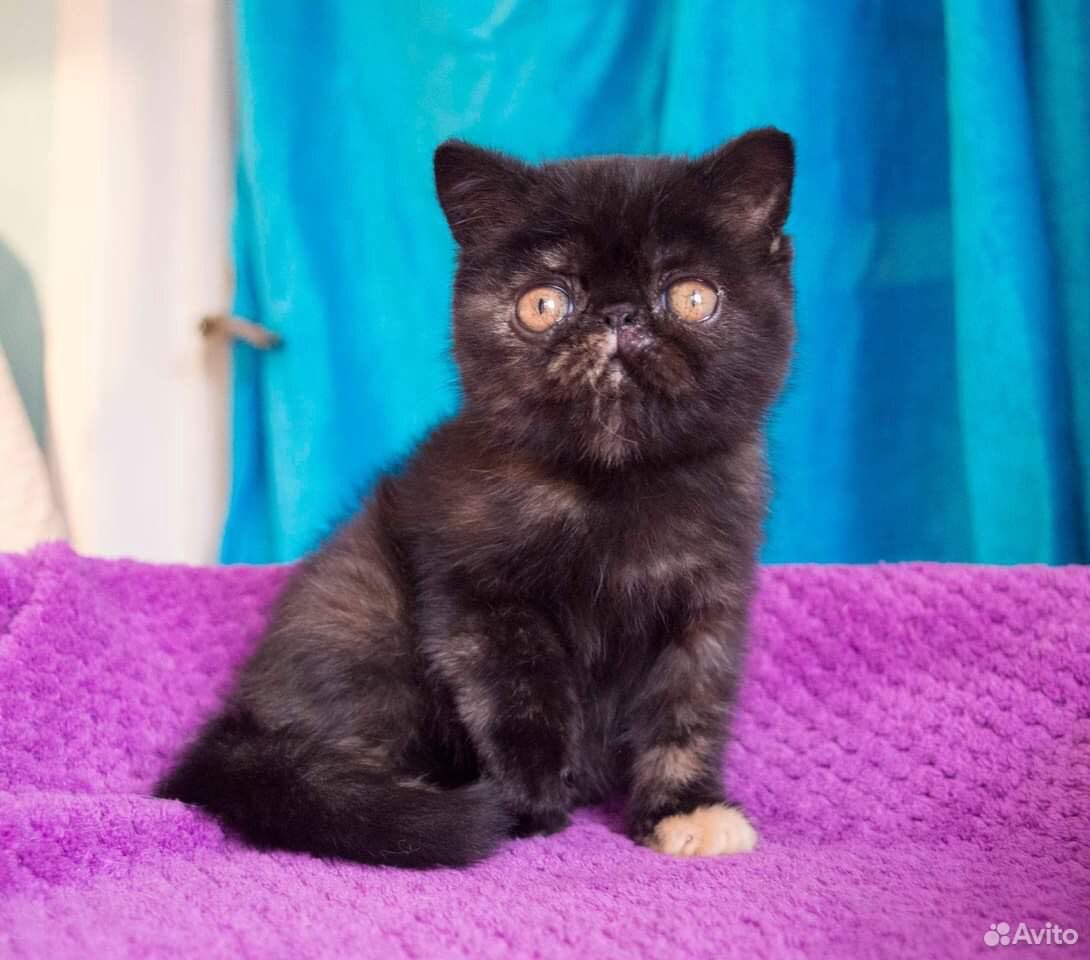 Экзотическая девочка в черепаховом окрасе