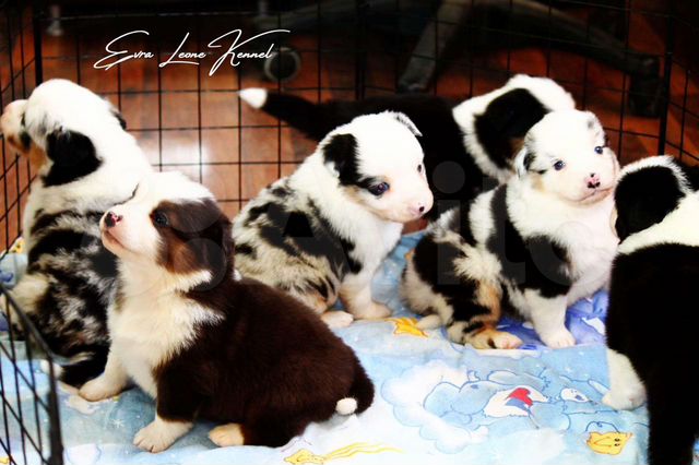 Австралийская овчарка