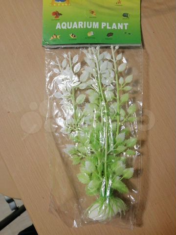 Декоративные водоросли