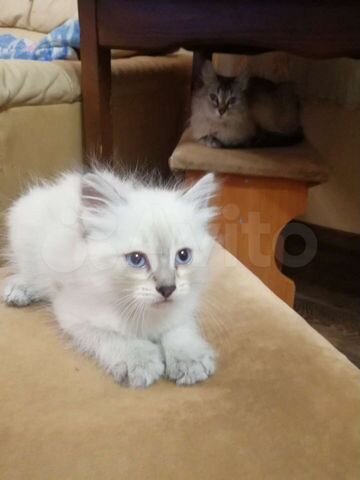 Котенок