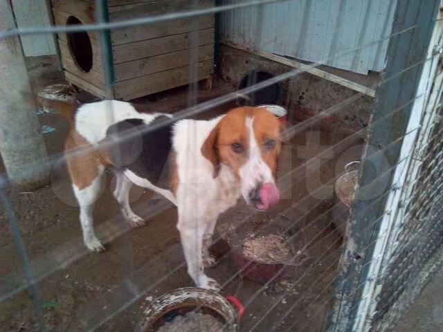 Русская борзая