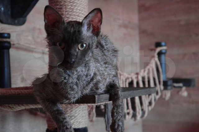 Кудрявые мальчишки уральчики