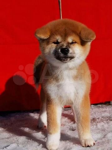 Яркие японцы