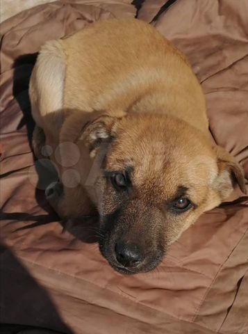 Щенок мальчик отдаём