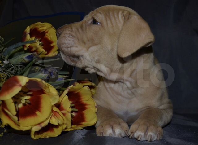 Щенки питбуля Black Tiger