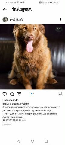 Собака красотка