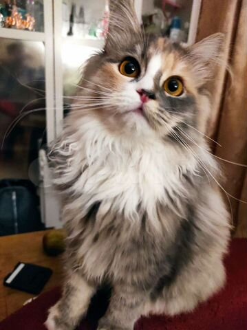 Кошка Джесси персидская классика