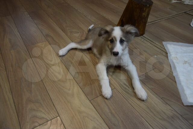 Спокойный мальчик. Будет некрупным