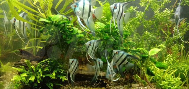 Скалярии, эхинодорус