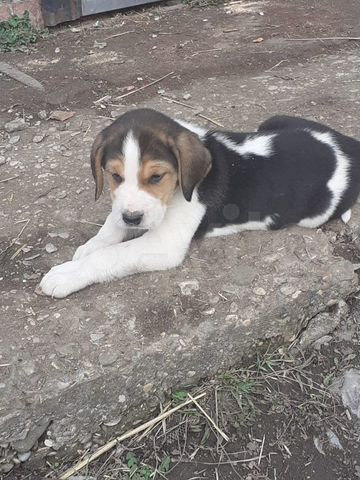 Щенки русской пегой гончей