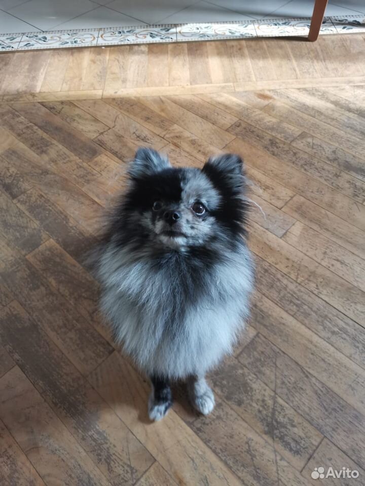 Померанский шпитц вязка