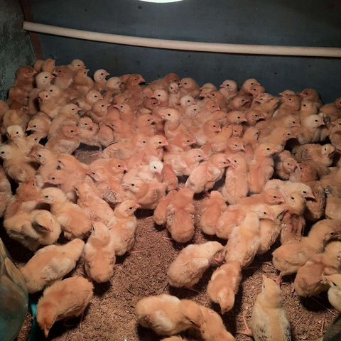 Цыплята бройлеры подрощенные