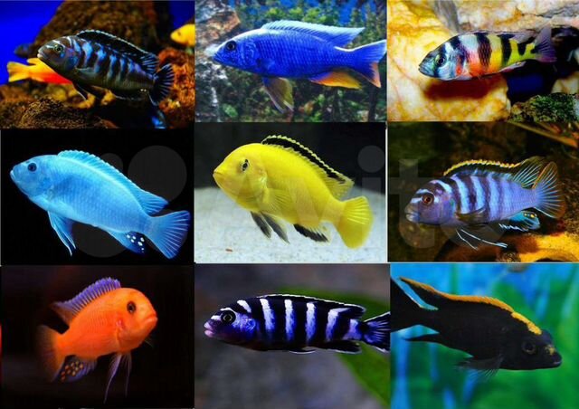 Взрослые цихлиды в видовой аквариум