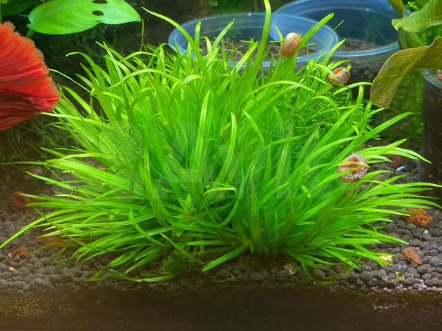Аквариумные растения бликса японская