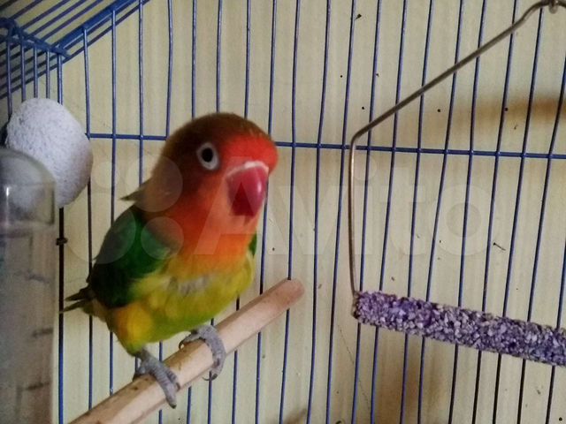 Попугай неразлучник