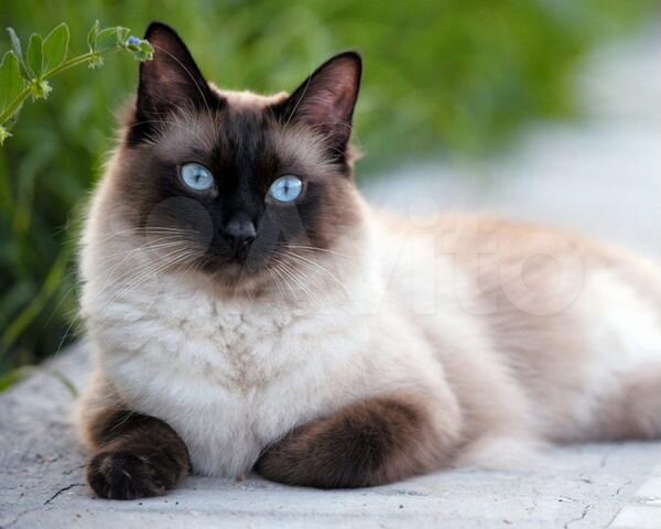 Сиамский кот для вязки