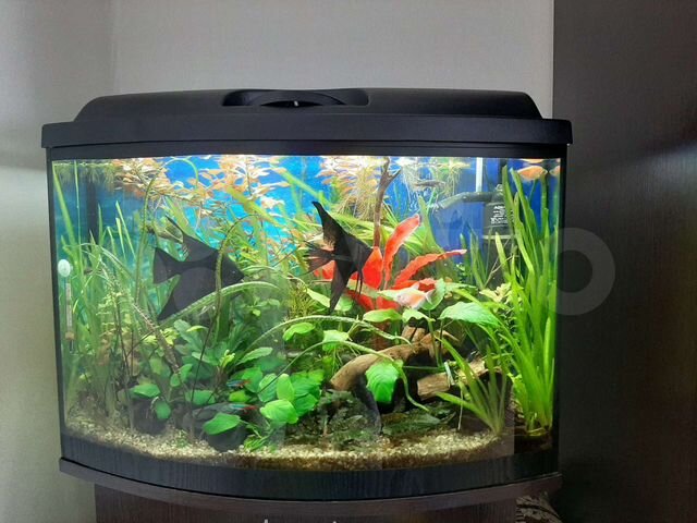 Аквариумные рыбки