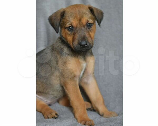 Щенок в добрые руки