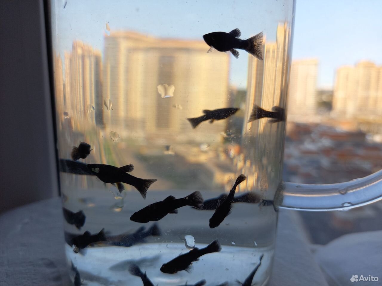 Моллинезии черные подростки