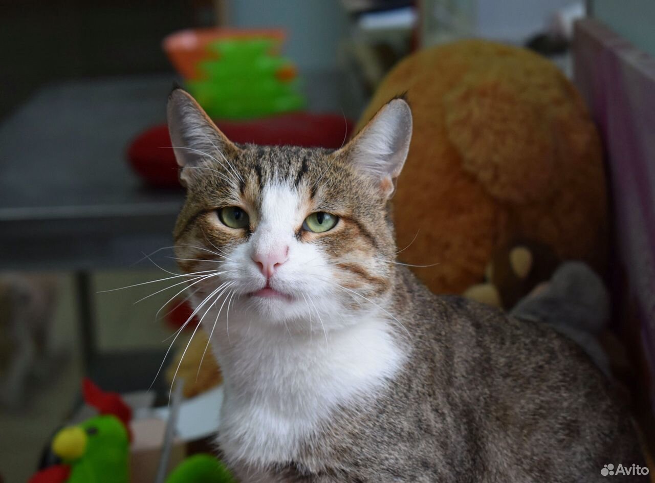 В добрые руки