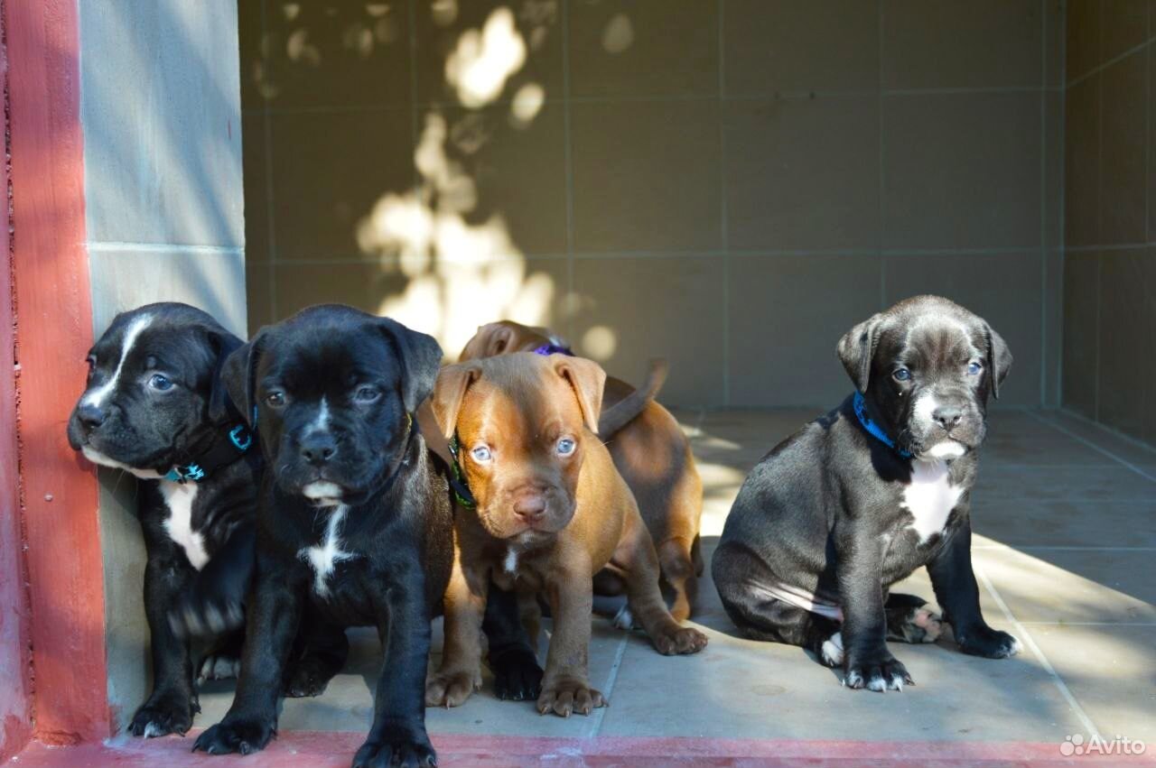 Щенки американского питбультерьера. Каслята Dognik