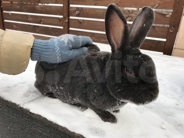 Крол голубой рекс