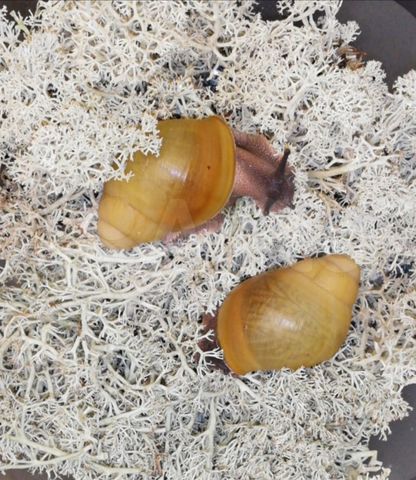 Улитка Архахатина Иктерика Кросс Ривер