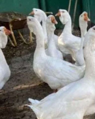 Инкубационное яйцо яйцо холмогорский гусей