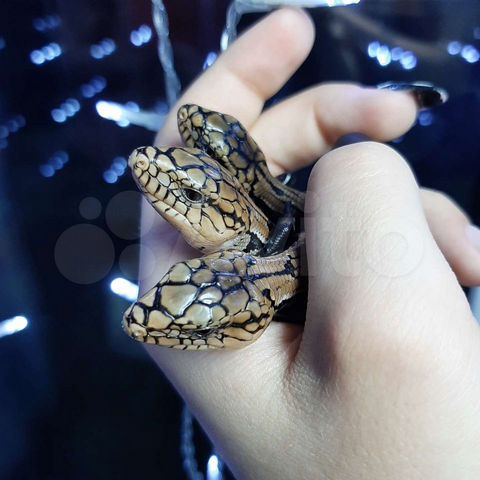 Синеязыкий сцинк