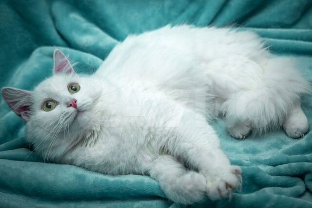 Лиза - белая пушистая ангорская кошка