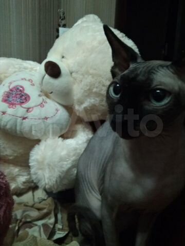 Канадский сфинкс девочка ищет мальчика