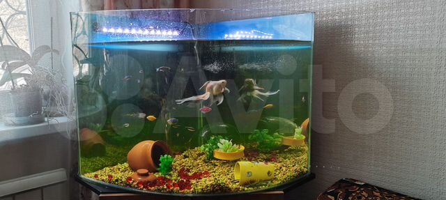 Аквариум панарамный угловой