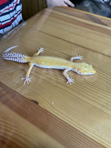 Ящерица эублефар